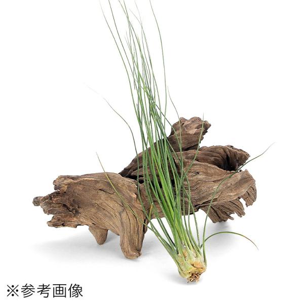 ガーデニング　エアープランツ　Ｔｉｌｌａｎｄｓｉａ　エアープランツ苗　株　観葉植物　インテリア　インテリア・雑貨　Tillandsia　植物　植物生体　ガーデニング生体　ビバリウム　アクアテラリウム　パルダリウム　育て方　育成方法　栽培方法...