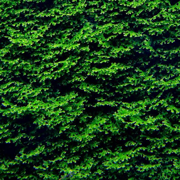 reveiwcoupon2604rk　PF_SPQ　熱帯魚　水草　コケ　モス類　all_plants　wp_kywrd　プレミアムモス　プレモス　モスｓｐ　premoss　_auqa　ＡＴ　20150128　y10hpsl_pd_msgd　...