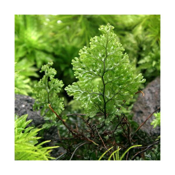 paludariumplants　パルダリウム　テラリウム　PF_SPQ　line2462terarium　_aqua　_hachu　熱帯魚　_kame　水草　ビバリウム　アクアテラリウム　着生シダ　コケシノブ　Hymenophyllum　...