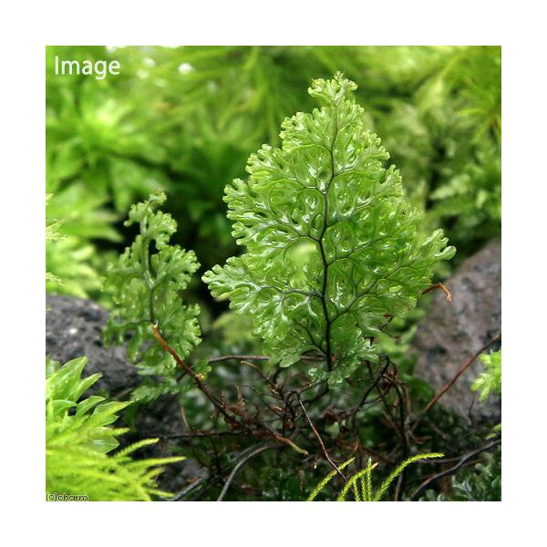 paludariumplants　パルダリウム　テラリウム　_aqua　_hachu　熱帯魚　_kame　水草　ビバリウム　アクアテラリウム　着生シダ　コケシノブ　Hymenophyllum　barbatum　terrariumplants...