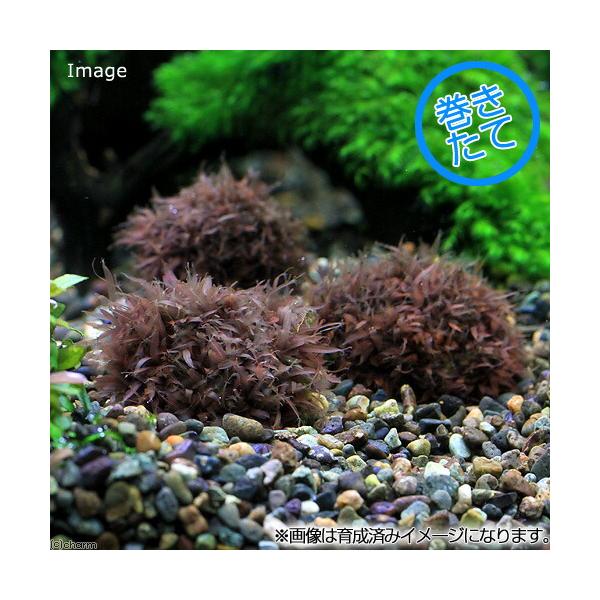 _aqua　熱帯魚　レッドモス　スマトラ産　水草　モス　all_plants　wp_kywrd　20161230　ＡＴ　その他レアモスはこちら　水草　赤いモス kaijo　catmosscreate2022other　wplantevent...