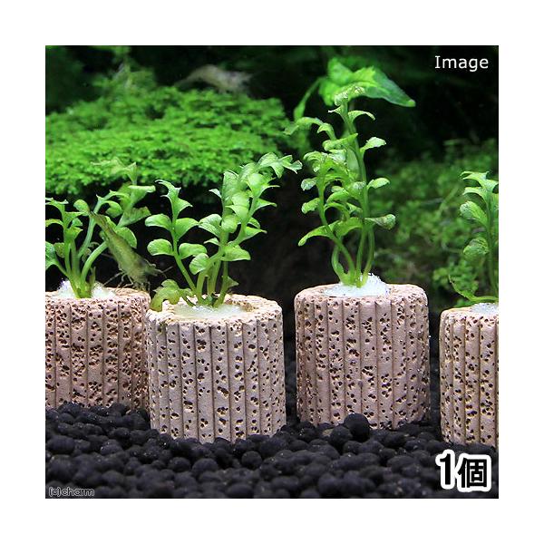 観葉　ガーデニング　ビバリウム　アクアテラリウム　パルダリウム　水草　タイワンファン　アスペルニューム　Asplenium　cf.　normale　all_plants　AT　20170214　ビバリウム　アクアテラリウム　パルダリウム　陰...