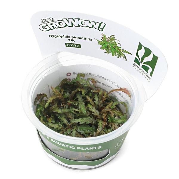 PF_SPQ　活着　有茎草　ハイグロフィラ　ピンナティフィダ　ウッタラカンナタ　ピナティフィダ　ｐｉｎｎａｔｉｆｉｄａ　オギノツメ属　Ｈｙｇｒｏｐｈｉｌａ　キツネノマゴ科　Ａｃａｎｔｈａｃｅａｅ　インド原産　ギザギザ　ハイグロフィラピナティ...