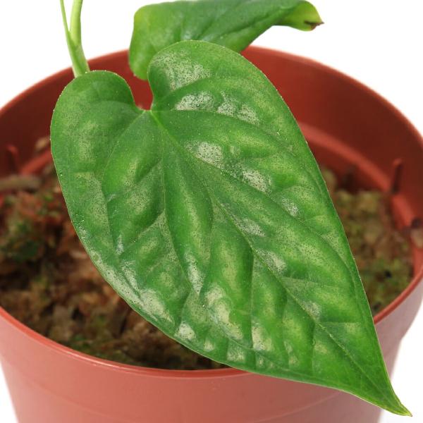 paludariumplants　パルダリウム　テラリウム　PF_SPQ　組織培養　ＮＡＴＵＲＡＰＬＡＴＮＳ　カップ　サトイモ科　Ａｒａｃｅａｅ　ハブカズラ属　ハブカズラ　Ｅｐｉｐｒｅｍｎｕｍ　ｐｉｎｎａｔｕｍ　Ｍｅｒａｐｉ　メラピ　モンス...