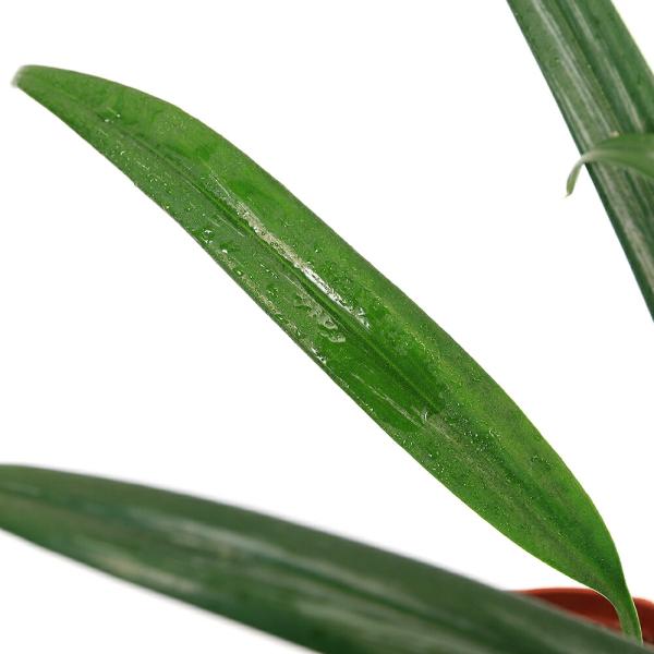 paludariumplants　パルダリウム　テラリウム　PF_SPQ　観葉植物　ガーデニング　アクアテラリウム　ビバリウム　サトイモ科　Ａｒａｃｅａｅ　ハブカズラ属　ハブカズラ　Ｅｐｉｐｒｅｍｎｕｍ　ｐｉｎｎａｔｕｍ　ａｍｐｌｉｓｓｉｍ...