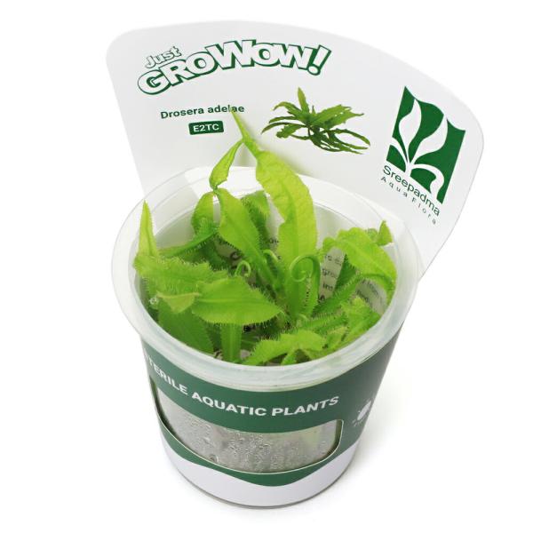 paludariumplants　パルダリウム　テラリウム　PF_SPQ　ビバリウム　アクアテラリウム　食虫　グロウワウ　グロウワオ　組織培養　カップ　グロー　GROW　GROWOW　モウセンゴケ　ドロセラ　小毛氈苔　Ｄｒｏｓｅｒａ　ａｄｅ...