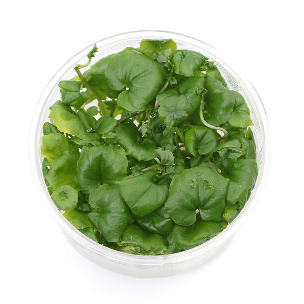 PF_SPQ　水草　中景草　Ｃａｒｄａｍｉｎｅ　ｌｙｒａｔａ　アブラナ科　Ｂｒａｓｓｉｃａｃｅａｅ　タネツケバナ属　Ｃｒａｄａｍｉｎｅ　水田芥子　日本産　日本産水草　ミズタガラシ　20241204　ＹＴ　NH　y24m12　2025tuuki