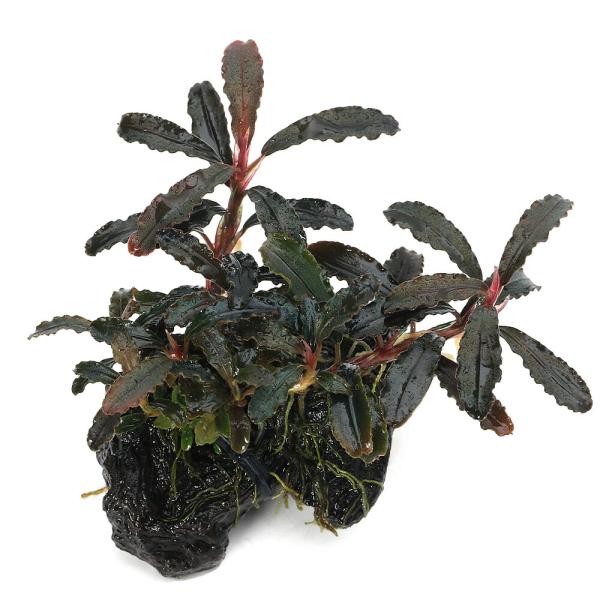 PF_SPQ　水草　水草付き流木　流木付き　育成済み　育成済　活着　活着済み　活着済　活着系　置くだけ　陰性　陰性水草　低光量　前景草　中景草　ワンポイント　水上葉　花　仏炎苞　ブセ付き流木　ブセファランドラ付き　ブセファランドラ付き流木　...