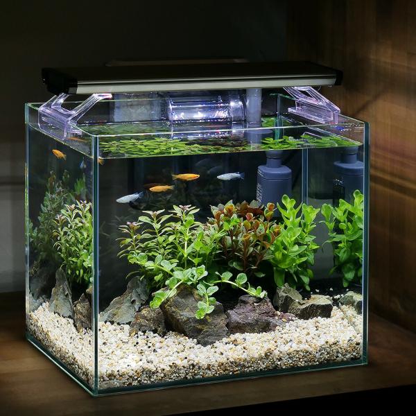 _aqua　all_plants　wp_kywrd　熱帯魚　水草　後景草　有茎草　ポット水草　水草ポット　水上葉　無農薬　発根済み　国産水草　国内生産　レイアウト　初心者向け　ビギナー　育成済み　レイアウトセット　セット　メダカ　冬　冬越し...