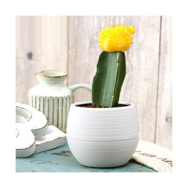 _hachu　_gardening　サボテン植物　opuntia_series　blackpot_series　20161002　ＫＹＳ　ヒボタン　ビバリウム　育て方　育成方法　栽培方法　観葉植物　tanikuplapot_series　緋...