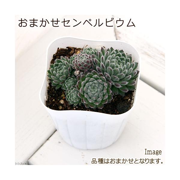 _hachu　_kame　ガーデニング　サボテン・多肉植物植物　センペルビウム　センペル　_gardening　rkms1411_5_kanes　20170221　ＫＹＳ　ビバリウム　アクアテラリウム　パルダリウム　育て方　育成方法　栽培方...