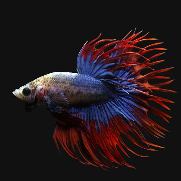 PF_SPQ　_aqua　熱帯魚・エビ他　ベタ・グラミー・アナバス　改良ベタ　クラウンテール　ベタ・クラウンテール　色指定なし　オス　１匹　ベタ・グラミー　ベタ　wild-kairyo_betta　klabhvb　ysiajv　kessan...