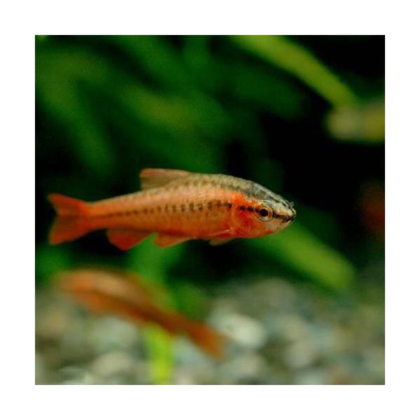 reveiwcoupon2604rk　PF_SPQ　_aqua　熱帯魚・エビ他　コイ　ラスボラ等　種類で選ぶ　バルブ　プンティウス　系　チェリー・バルブ　４匹　fish_database　snails_eater　小型種　ビギナーにオススメ...