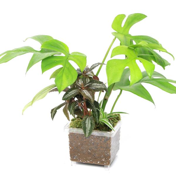 paludariumplants　パルダリウム　テラリウム　PF_SPQ　line2462terarium　_hachu　_gardening　_kame　_aqua　yoseue　水草　鉢植え水草　all_plants　寄せ植え鉢植え　水...