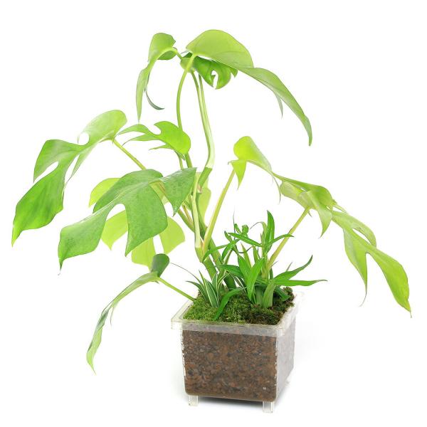 paludariumplants　パルダリウム　テラリウム　line2462terarium　_hachu　_gardening　_kame　_aqua　yoseue　水草　鉢植え水草　all_plants　寄せ植え鉢植え　水上葉寄せ植え　...