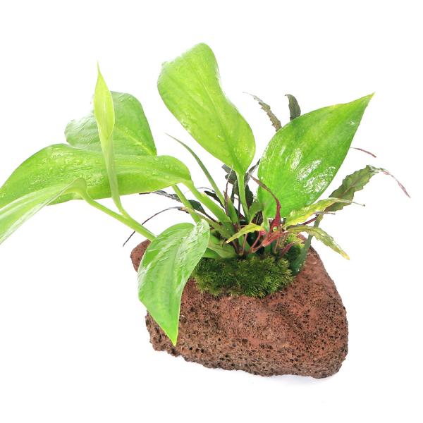 paludariumplants　パルダリウム　テラリウム　line2462terarium　観葉植物　両生類　カエル　ビバリウム　寄せ植え　鉢植え　簡単レイアウト　ヤマサキカズラ　フィロデンドロン　20240108　y24ｍ01　2024...