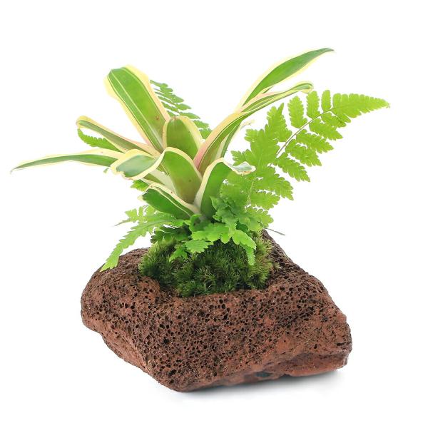 paludariumplants　パルダリウム　テラリウム　line2462terarium　観葉植物　両生類　カエル　ビバリウム　寄せ植え　鉢植え　簡単レイアウト　ブロメリア　ネオレゲリア　20240108　y24ｍ01　2024zenk...
