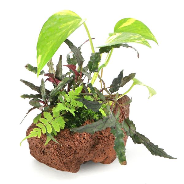 paludariumplants　パルダリウム　テラリウム　line2462terarium　観葉植物　両生類　カエル　ビバリウム　寄せ植え　鉢植え　簡単レイアウト　サトイモ科　エピプレナム属　ポトス　20240309　y24ｍ03　202...