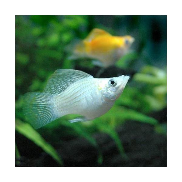 PF_SPQ　_aqua　熱帯魚・エビ他　プラティ・卵胎生メダカ　ソードテール・モーリー　ミックス・バルーンモーリー　4匹　fish_database　メダカの仲間　ビギナーにオススメ　ベリフェラ　ビギナー小型向け生体　動画淡水生体　動画　...