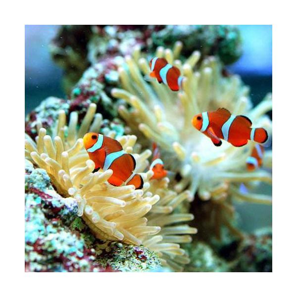 204686　◎　kaisui73　_aqua　m_kumanomi　marinefishzukan　カクレクマノミ　kumanomihajimeteset　海水　海水生体　海水魚　kuman　omi　ブリード　クマノミ初心者　kakure...