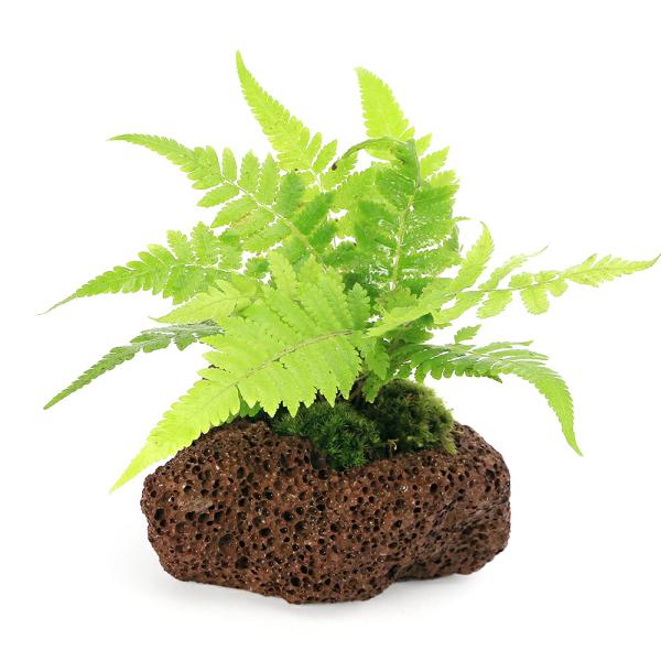 paludariumplants　パルダリウム　テラリウム　line2462terarium　観葉植物　両生類　カエル　ビバリウム　寄せ植え　鉢植え　簡単レイアウト　カエルのお庭　おまかせシダ　20240402　y24ｍ04　2024zen...
