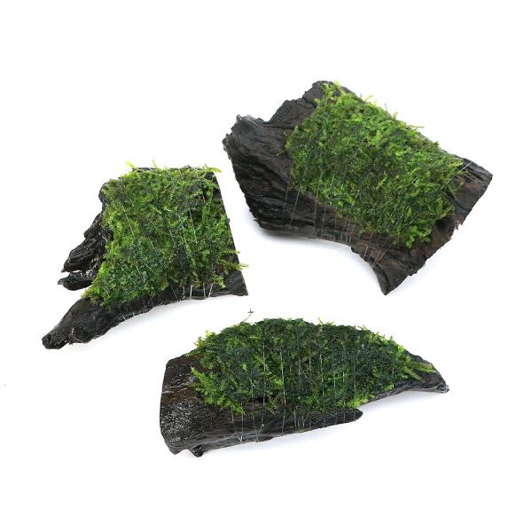 熱帯魚　　エビ用水草　水草　モスドーム／ハウス　all_plants　巻き立て　エビが喜ぶアクセサリ　サムライモス　wp_kywrd　マット状はこちら　ＫＩＸ　20240222　muryotassei_800_899　_fish　_aqua...