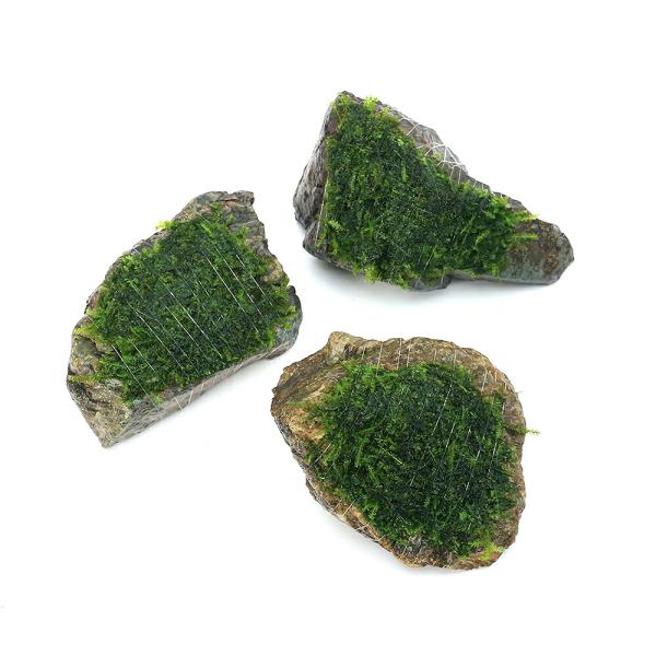 熱帯魚　　エビ用水草　水草　モスドーム／ハウス　all_plants　巻き立て　エビが喜ぶアクセサリ　サムライモス　wp_kywrd　マット状はこちら　ＫＩＸ　20240222　muryotassei_800_899　_fish　_aqua...