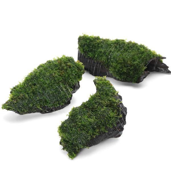 熱帯魚　水草　コケ　モス類　プレミアムモス　プレモス　モスｓｐ　premoss　_auqa　流木　ビバリウム　アクアテラリウム　パルダリウム　モス　グリーンモス　簡単　簡単レイアウト　レイアウト　木　SS　ちいさめ　小さめ　イモリウム　巻き...