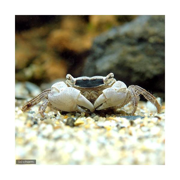 PF_SPQ　_aqua　_insect　熱帯魚・エビ他　ザリガニ・その他生体　バティック・クラブ　１匹　fish_database　Ｍｅｔａｓｅｓａｒｍａ　ｏｂｅｓｕｍ　イワトビベンケイガニ　vD9WBy2_ebki　v9Wy_2tEXl...