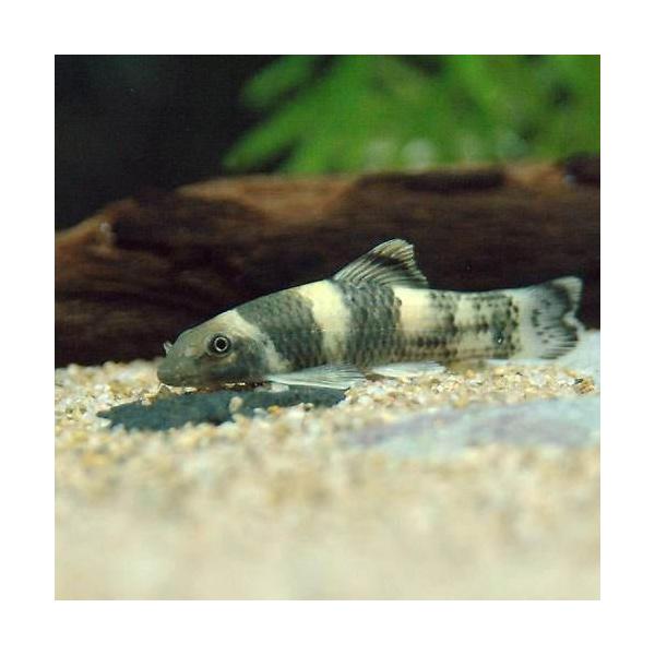 PF_SPQ　_aqua　熱帯魚・エビ他　ローチの仲間　タニノボリ・吸い付き系　パンダ・ガラ　１匹　Ｇａｒｒａ　ｆｌａｖａｔｒａ　fish_database　コイ（ラスボラ等）　その他　kaijyo　MS0106　top_fish0731