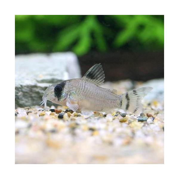 PF_SPQ　熱帯魚・エビ他　コリドラス　ショートノーズ　コリドラス・オイヤポクエンシス　ブリード　１匹　Ｈｏｐｌｉｓｏｍａ　ｏｉａｐｏｑｕｅｎｓｅ　Ｃｏｒｙｄｏｒａｓ　ｏｉａｐｏｑｕｅｎｓｉｓ　コリドラスオイヤポキエンシス　fish_da...