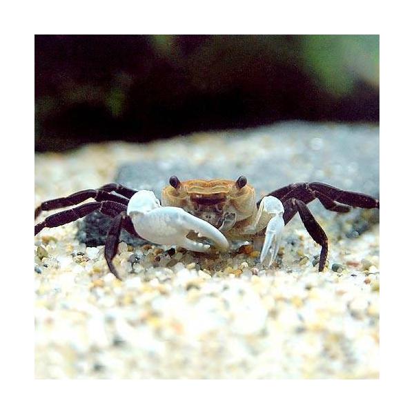 PF_SPQ　熱帯魚・エビ他　ザリガニ・その他生体　スラウェシ・スチールブルークラブ　１匹　fish_database　Ｇｅｏｓｅｓａｒｍａ　ｓｐ．　Ｌｅｐｉｄｏｔｈｅｌｐｈｕｓａ　ｃｏｇｎｅｔｔｉ　インドネシアパンダクラブ　aqulif2...