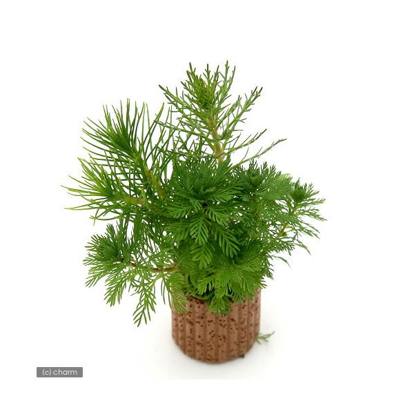 熱帯魚　_aqua　有茎　ラ行　Polygonum　水草　鉢植え水草　20120714　NR　水上葉寄せ植え　life_plant_etc　life_malti_wp　wp_kywrd　lifemultiseries　groupplant_...