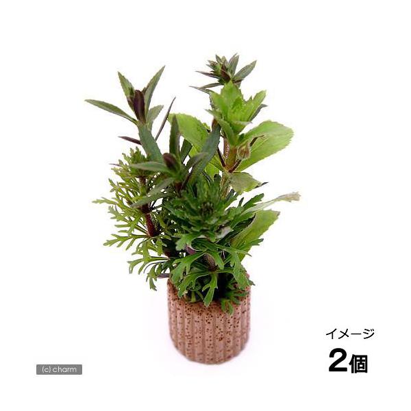 熱帯魚　_aqua　有茎　ラ行　Polygonum　水草　鉢植え水草　all_plants　mashikoseries1112　20120714　NR　水上葉寄せ植え　life_plant_etc　life_malti_wp　wp_kywr...