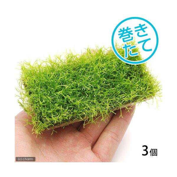 熱帯魚　_wp　_aqua　前景草200802　水草　前景草　絨毯のような　all_plant　wp_kywrd　ラージリシア　リシア　ウィローモス　20140817　ＴＳ　wp2000fes　47house　mizks1013event　...