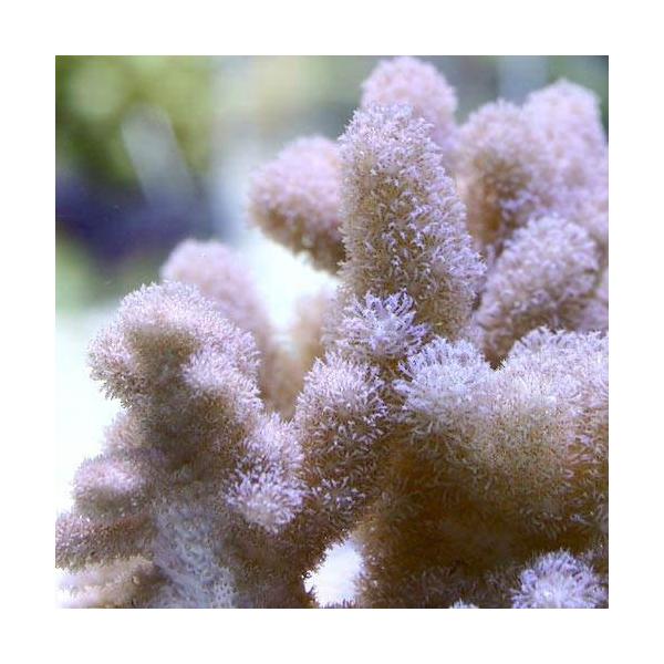 cP_nyuka　◎　kaisui73　沖縄　okinawa　ma_sanfdmsklgo　b_coral　海水　サンゴ　ソフトコーラル　m_softcoral　sigint20　コルトコーラル　Ｓサイズ　ma_mai01　tclksdfj...