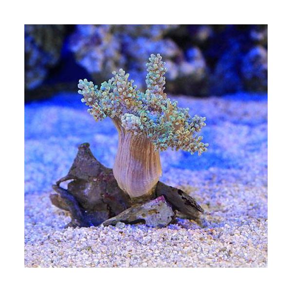 cP_nyuka　◎　kaisui73　沖縄　okinawa　b_coral　ソフトコーラル　m_softcoral　カワラフサトサカ　カワラフサトサカライトグリーン　海水　ライトグリーン　Ｓサイズ　仕入　kaijyo　bnr_cp1805...