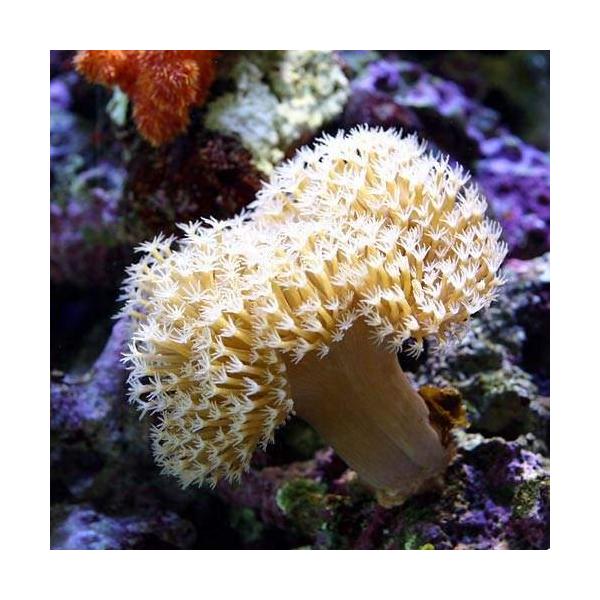 cP_nyuka　◎　kaisui75　_aqua　沖縄　okinawa　b_coral　海水　サンゴ　ソフトコーラル　仕入　m_softcoral　ウミキノコ　ロングポリプ　Ｓサイズ　k_top_umikinoko　okmrsago140...