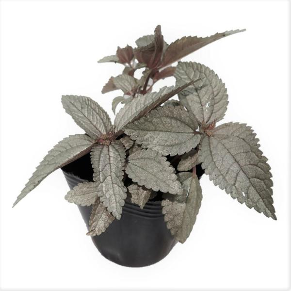 （観葉植物）　_gardening　観葉植物　ガーデニング　ビバリウム　アクアテラリウム　パルダリウム　両爬向き植物　イラクサ科　アルミニウムプランツ　アサバソウ　苗　観葉３号　Pilea　cadierei　'Ellen'　イラクサ科ピレア...