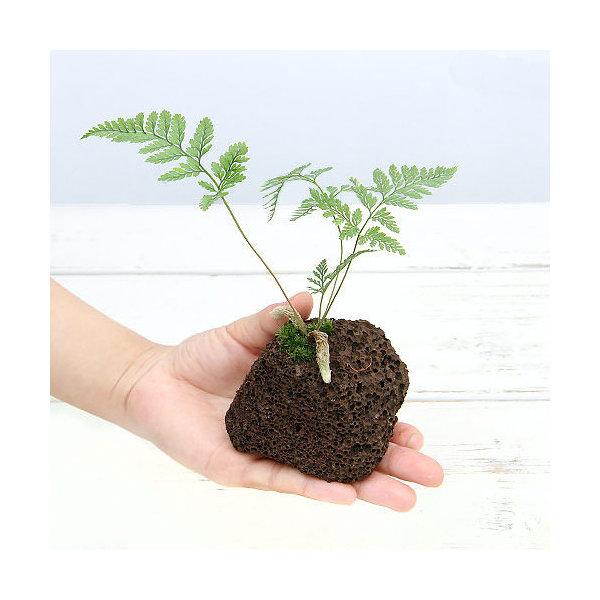 paludariumplants　_interior　_kame　_hachu　_gardening　観葉植物　ガーデニング　園芸　山野草　盆栽　ビバリウム　アクアテラリウム　パルダリウム　着生シダ　シノブ科シノブ属　キクシノブ属　ダバリア...