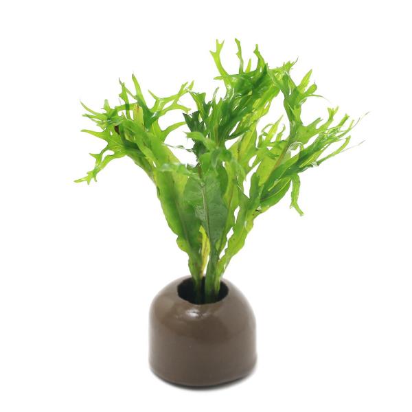 熱帯魚　_wp　_aqua　水草　ミクロソリウム　中型種　マルチリング　ブラック　LMBK　ウェンディロフ　ＭＩ　ptero-winde　mikuro_0714　nanakinngyo0716　imdk_mkr0130　陰性水草　低光量　g...