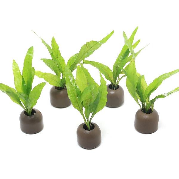 熱帯魚　水草　ミクロソリウム　中型種　マルチリング　ブラック　LMBK　プテロプス　ＭＩ　normal-pteropus　imdk_mkr0130　mikusa0406　陰性水草　低光量　toppatumizukusa　しだ　羊歯　ゼオライ...