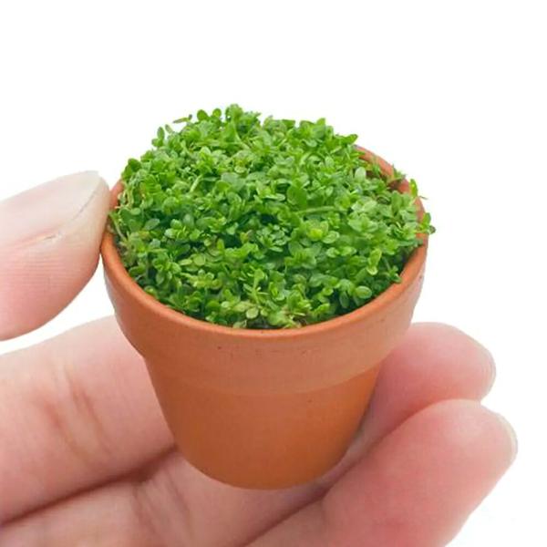 _aqua　熱帯魚　水草　前景草　絨毯のような　キューバパールグラス　キューバパールグラスはこちら　水上葉_前景草　20130302　ＴＳ　scrophulariaceae_pot　mizukusa1sa1127　1wptop191113　...