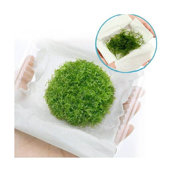 熱帯魚　_aqua　ボール各種　水草　ボール・タイル水草　zeoliteB　前景草　絨毯のような　wp_kywrd　itioshi09263　kingyomo_osusume　pltb　wp0728004　wp0804004　wp08110...