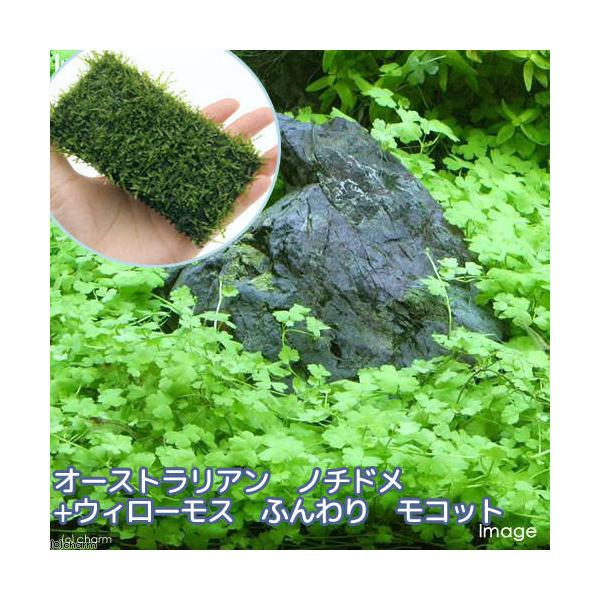 熱帯魚　_aqua　ビギナーにお勧め　オーストラリアンノチドメ　オーストラリアン　ノチドメ　ウィローモス　ふんわり　モコット　20141123　ＴＳ　set_wp_2014　マット状はこちら　wp0210_4front　wp0407_1ms...