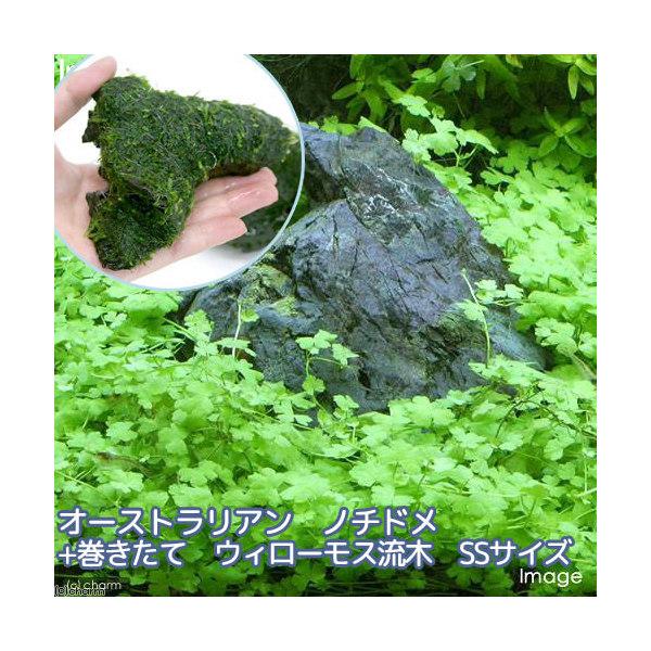 熱帯魚　_aqua　ビギナーにお勧め　オーストラリアンノチドメ　オーストラリアン　ノチドメ　巻きたて　ウィローモス　流木　20141123　ＴＳ　set_wp_2014　wp0317_9front　ドワーフ　ヒドロコティレ　オークロ　ハイド...