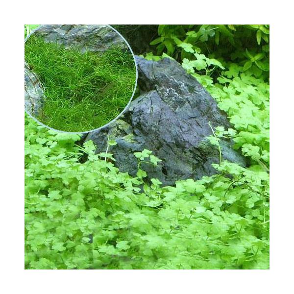 熱帯魚　_aqua　ビギナーにお勧め　水草　オーストラリアンノチドメ　オーストラリアン　ノチドメ　ヘアーグラス　20141123　ＴＳ　set_wp_2014　bnr_topznki　ドワーフ　ヒドロコティレ　オークロ　ハイドロコタイル　g...