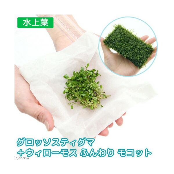 熱帯魚　_aqua　ビギナーにお勧め　水草　グロッソスティグマ　グロッソ　水上葉　ウィローモス　ふんわり　モコット　20141123　ＴＳ　set_wp_2014　マット状はこちら　glosso_dkw　47house