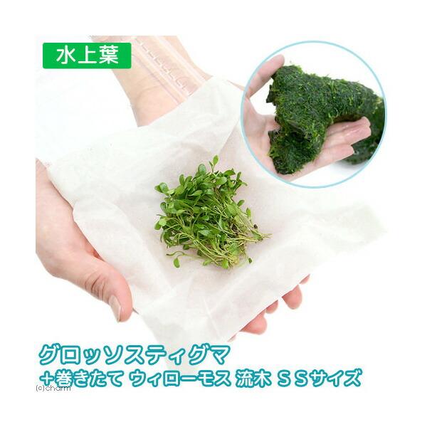 熱帯魚　_aqua　ビギナーにお勧め　水草　グロッソスティグマ　グロッソ　巻きたて　ウィローモス　流木　20141123　ＴＳ　set_wp_2014　wp0303_1msmr　wp0310_bmsmr　wp0317_8msmr　wp032...