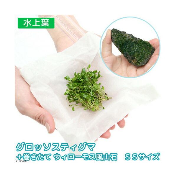 熱帯魚　_aqua　ビギナーにお勧め　水草　グロッソスティグマ　グロッソ　巻きたて　風山石　ウィローモス　20141123　ＴＳ　set_wp_2014　wp0728001　wp0804001　glosso_dkw　47house